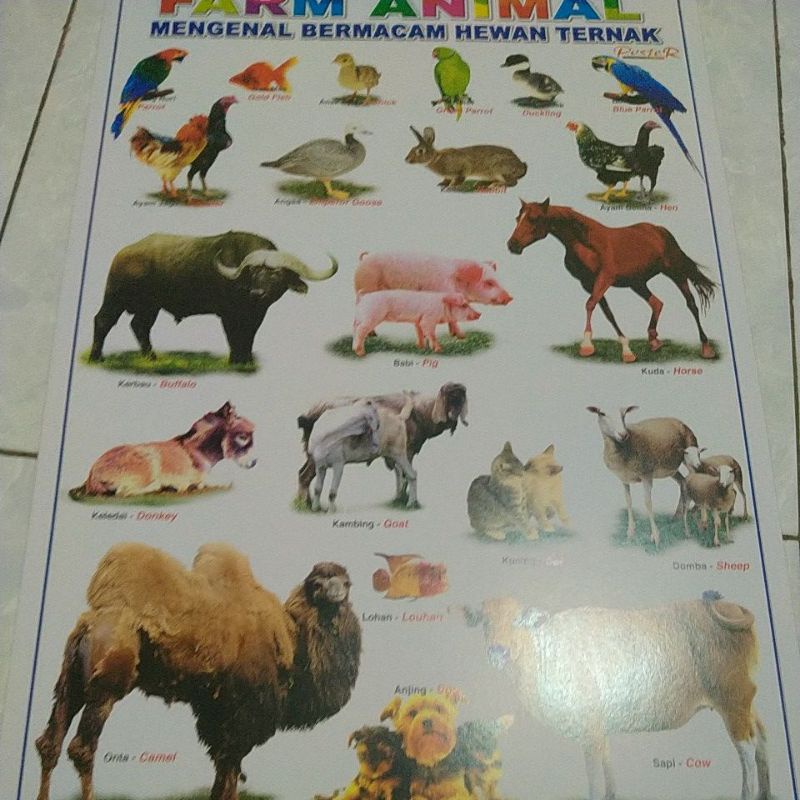 Jual poster edukasi mengenal binatang ternak ukuran 34×49cm | Shopee ...