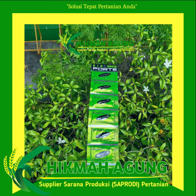 Jual Big Grow Forte 20WP sachet | Shopee Indonesia