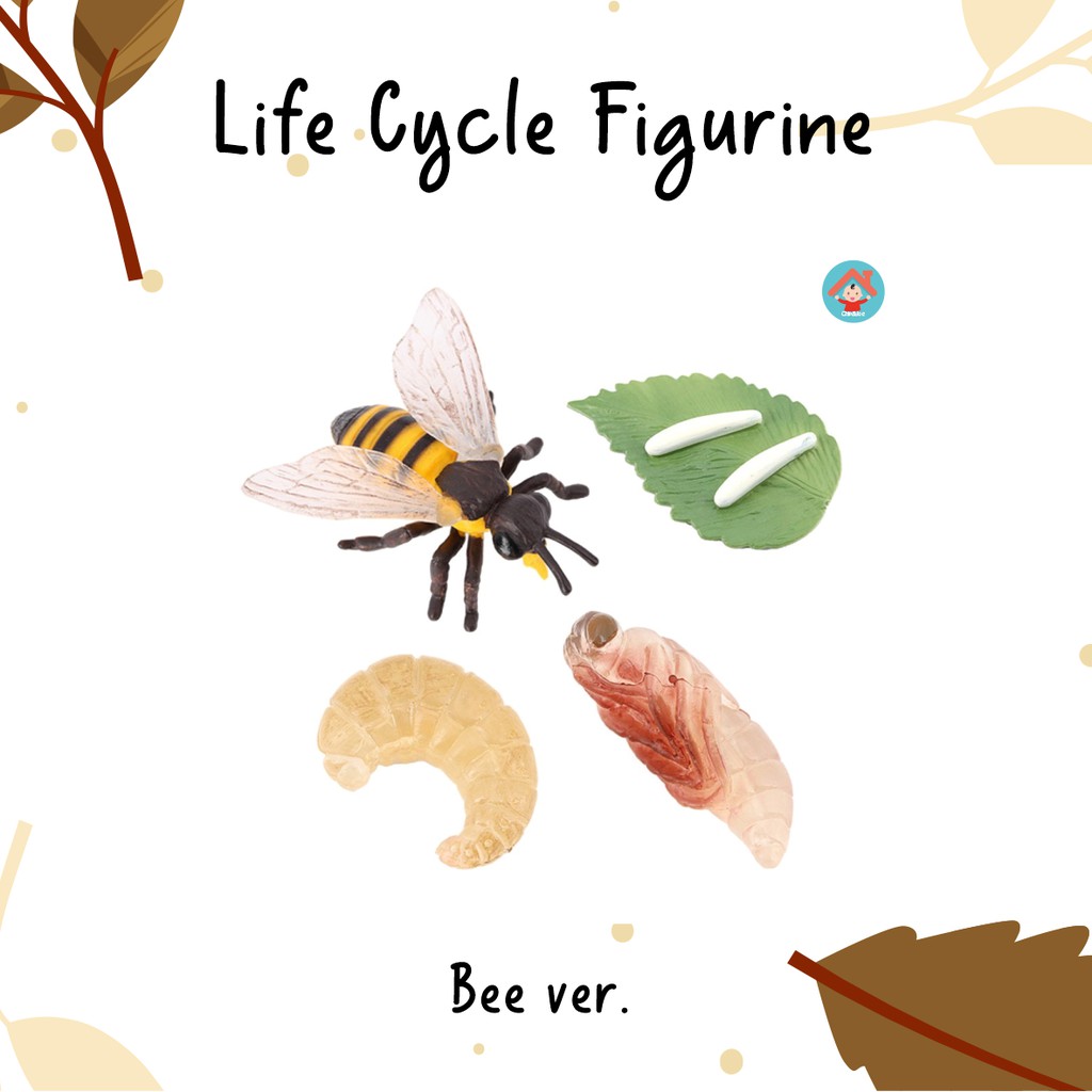 Jual Life Cycle Daur Hidup Hewan Ayam Katak Nyamuk Penyu Semut Kupu ...