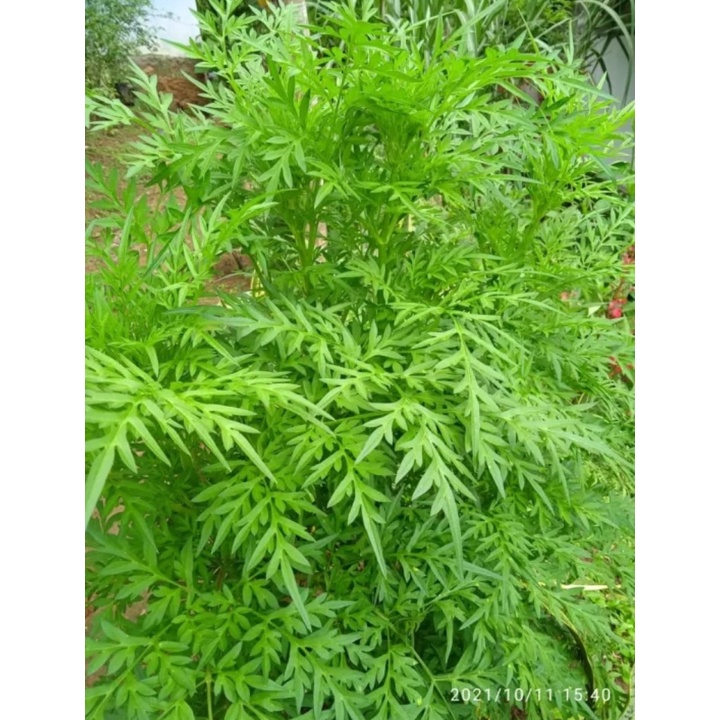 Jual Bibit Herbal Daun SURING ( Kenikir ) Lalapan Makan Ori | Shopee ...