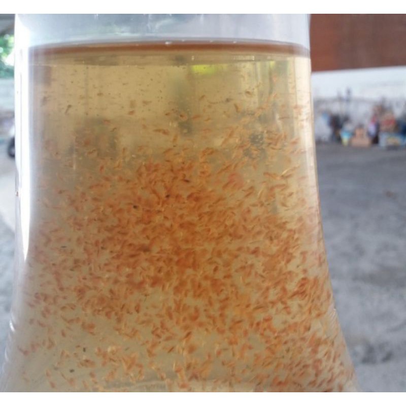 Jual Kutu Air Raksasa ( DM ) / Pakan Ikan Cupang / Ikan Guppy / Ikan ...