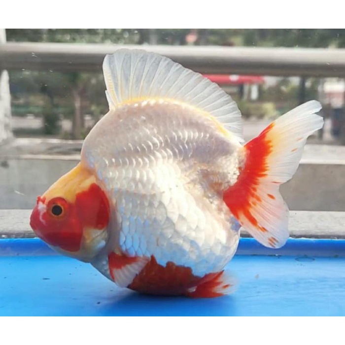Jual ikan mas koki ryukin red white fancy / ikan hias aquarium | Shopee ...
