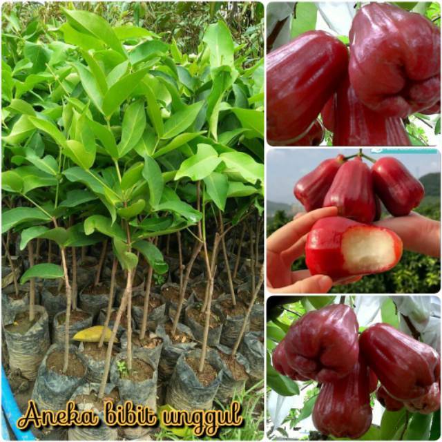Jual BIBIT JAMBU MADU DELI MERAH | Shopee Indonesia
