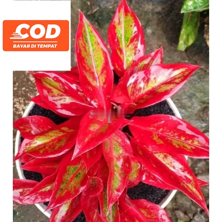 Jual Bunga Hidup Aglaonema Red Lipstik / Aglonema siam aurora Remaja ...
