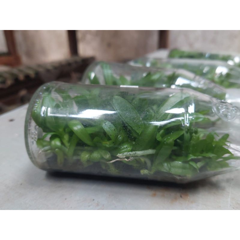 Jual anggrek bulan bibit dalam botol | Shopee Indonesia