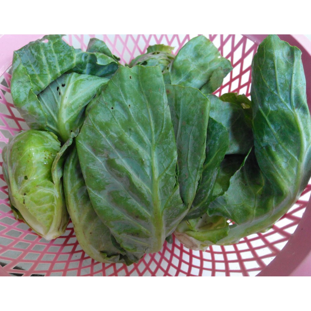 Jual Ceciwis / Ciwis / Keciwis / Cuciwis 250gr | Shopee Indonesia