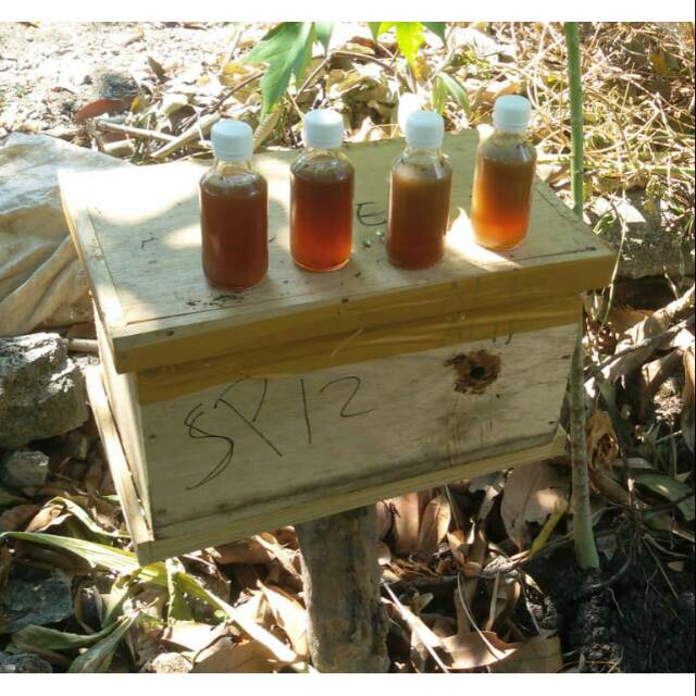 Jual Madu Lanceng Klanceng Murni Trigona 140 ML | Shopee Indonesia