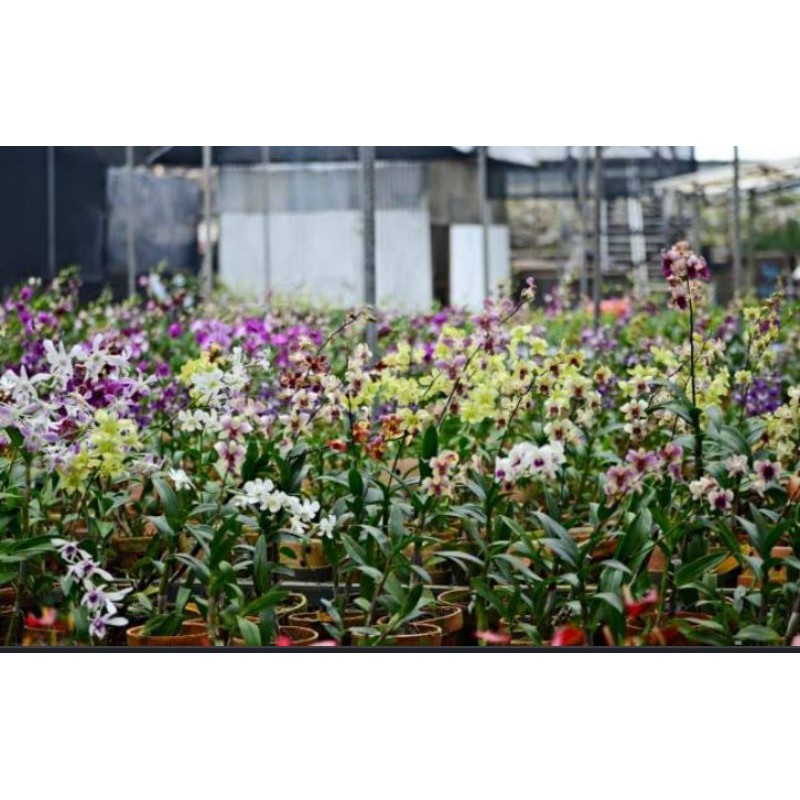 Jual dendrobium spike kenop berbunga besar 70k | Shopee Indonesia