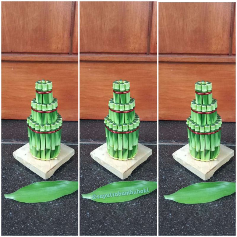 Jual Bambu Hoki / Bambu Rejeki 1 Paket 3 Pohon [ Mahkota, Susun 3 ...