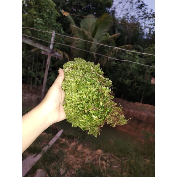 Jual Embut Atau Lumbut | Shopee Indonesia