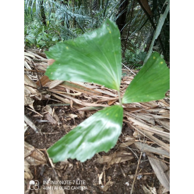 Jual bibit aren per 1 bibit | Shopee Indonesia