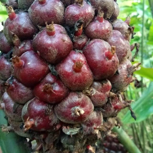 Jual Honje hitam atau honje laka 500gr | Shopee Indonesia