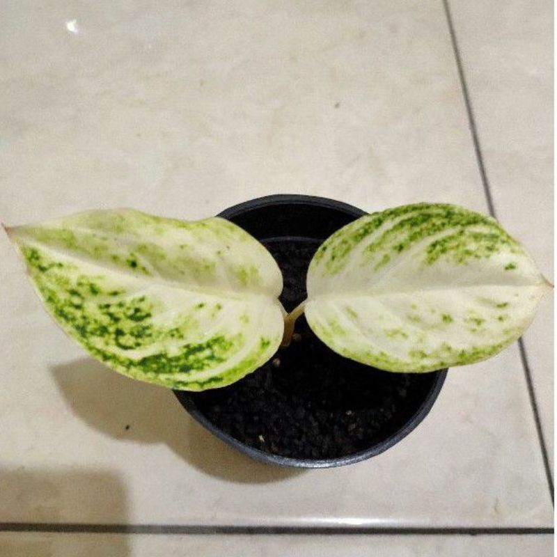 Jual NEW tanaman hias bibit aglonema legacy white | Shopee Indonesia Jual NEW tanaman hias bibit aglonema legacy white | Shopee Indonesia