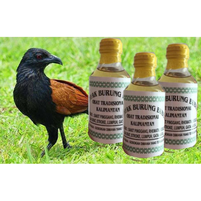 Jual Minyak Urut Burung Bubut Butbut Stroke Patah tulang size 150 ml ...