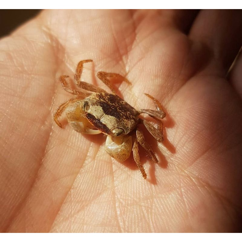 Jual kepiting hias batik / batik crab / aquascape paludarium vivarium ...