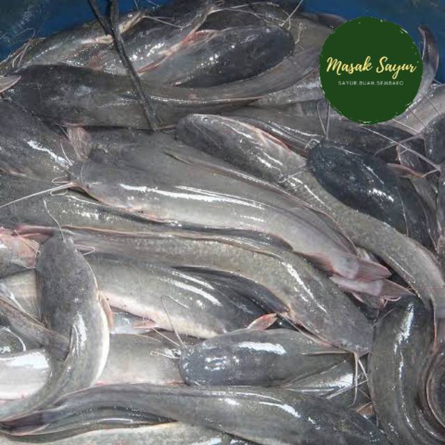 Jual Ikan lele segar 1 kg bandung | Shopee Indonesia