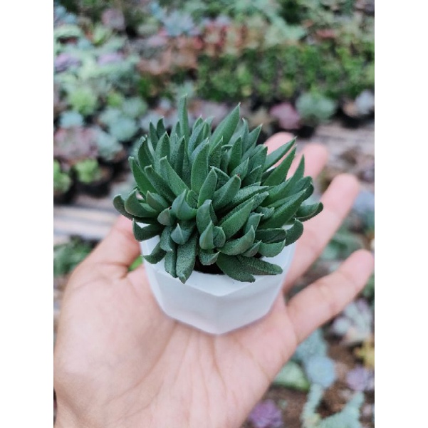 Jual Kaktus sukulen mini Paket Lengkap (sudah termasuk pot, media tanam ...