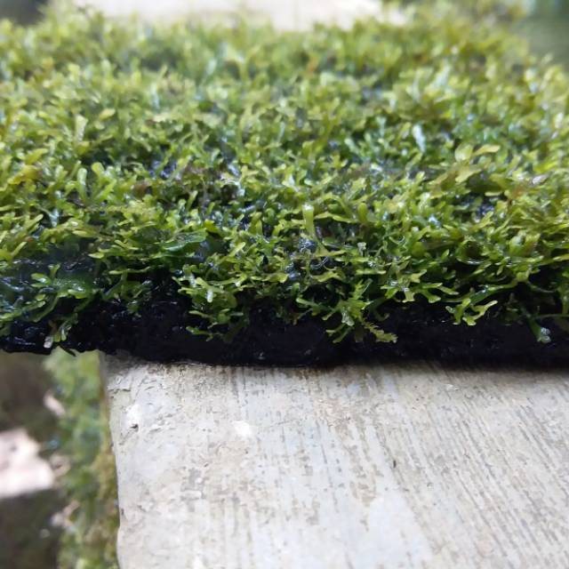 Jual ricardia media pakis-tanaman air aquascape | Shopee Indonesia