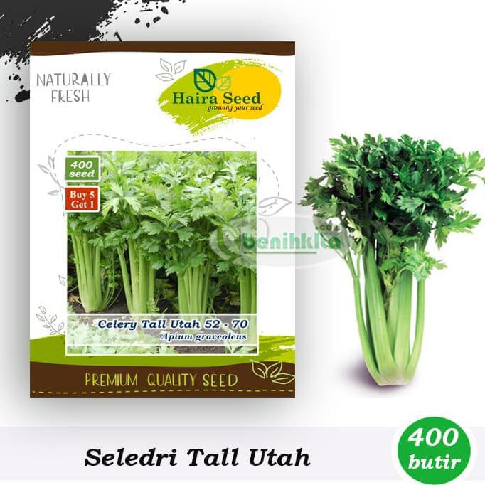 Jual Benih-Bibit Seledri Batang Besar Tall Utah 52-70 (Haira Seed ...