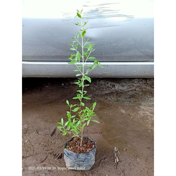 Jual Bibit tanaman daun henna pacar kuku | pacar arab | herbal | inai ...