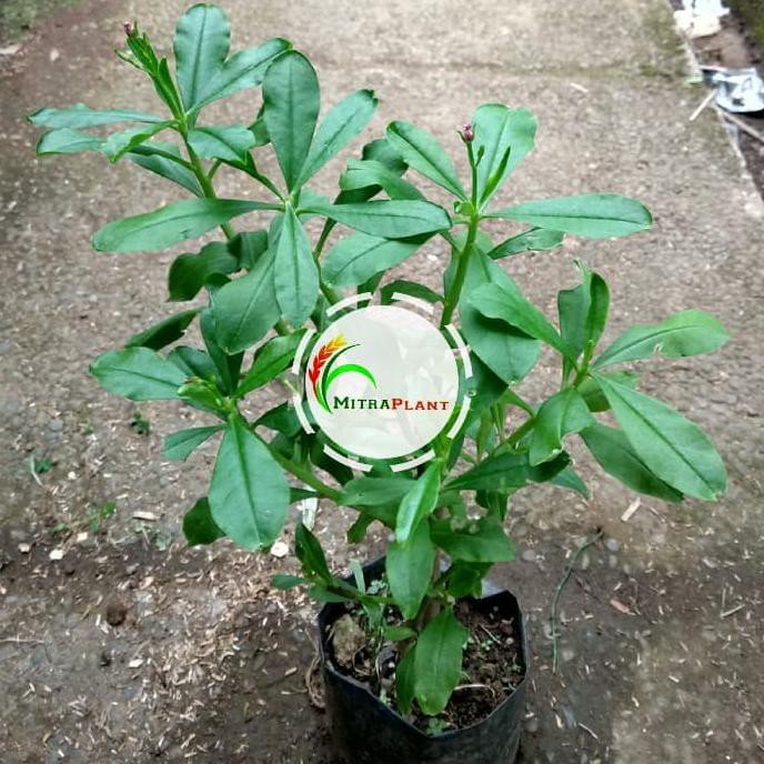Jual Gpr Bibit Tanaman Ginseng Jawa - Pohon Ginseng Jawa - Tanaman ...