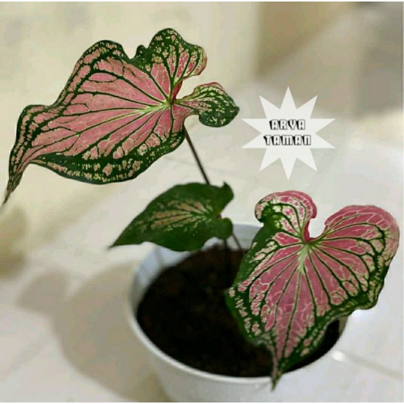 Jual Tanaman hias keladi wayang batik - caladium wayang | Shopee Indonesia Jual Tanaman hias keladi wayang batik - caladium wayang | Shopee Indonesia