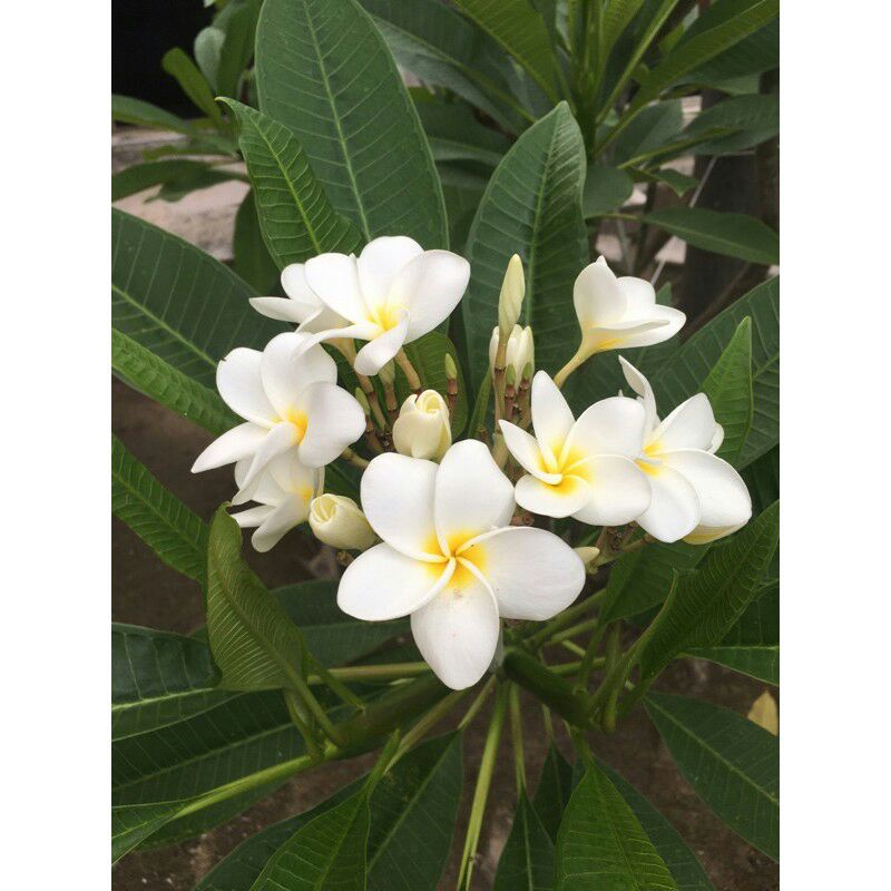 Jual kamboja bali bunga putih stek batang | Shopee Indonesia