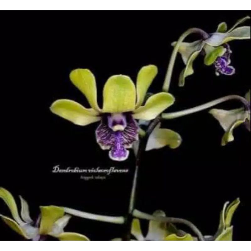 Jual Seedling Anggrek Dendrobium Violaceoflavens-tanaman hidup-tanaman ...