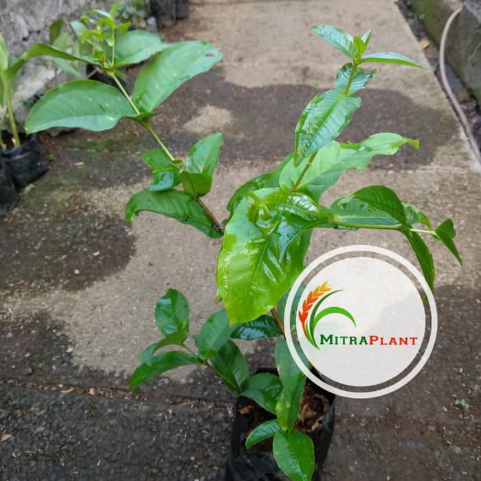 Jual Pohon Jambu Kancing Bibit Pohon Jambu Air Tanaman Buah Jambu Air ...