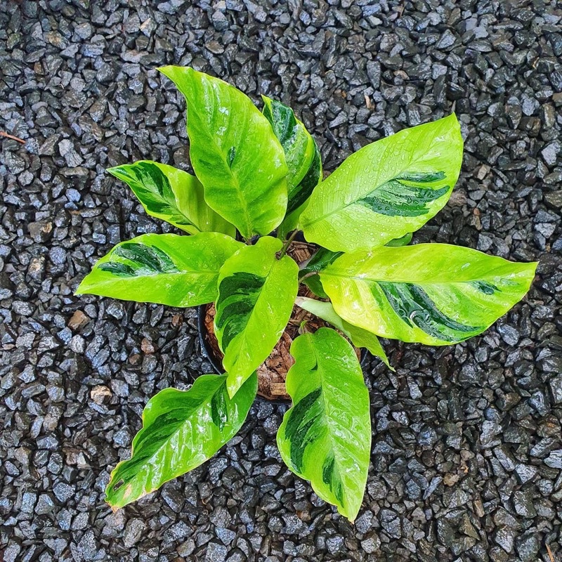 Jual calathea tisu kuning / calathea tissue lemon | Shopee Indonesia