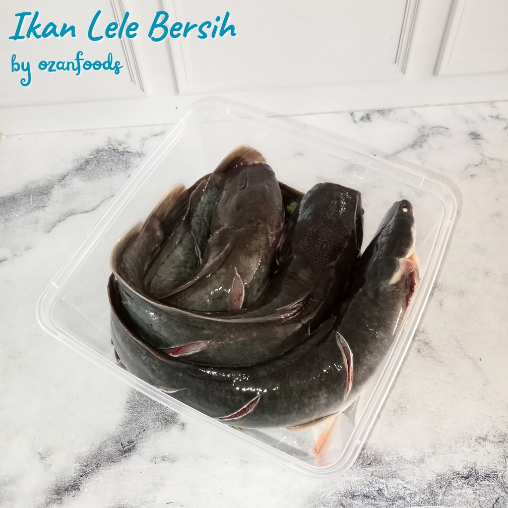 Jual Ikan Lele 1 kg | Shopee Indonesia