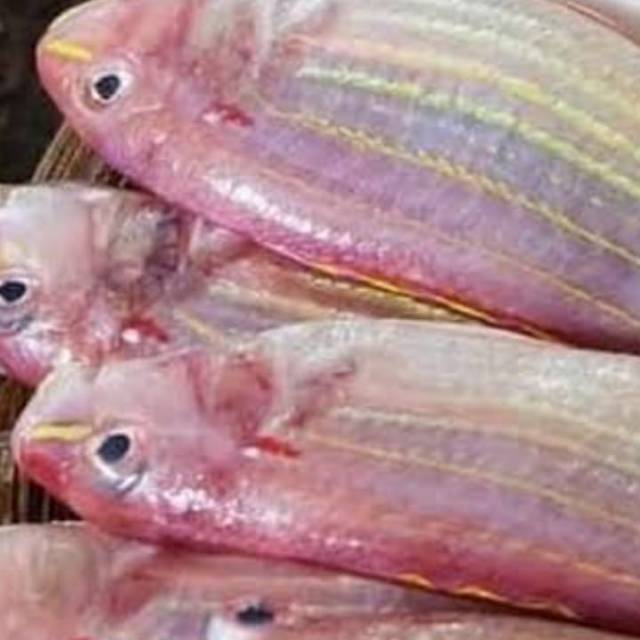 Jual IKAN KURISI | Shopee Indonesia