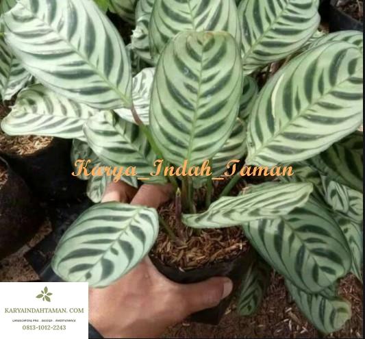 Jual Tanaman hias pohon calathea louisae thai beauty kalatea tisue ...
