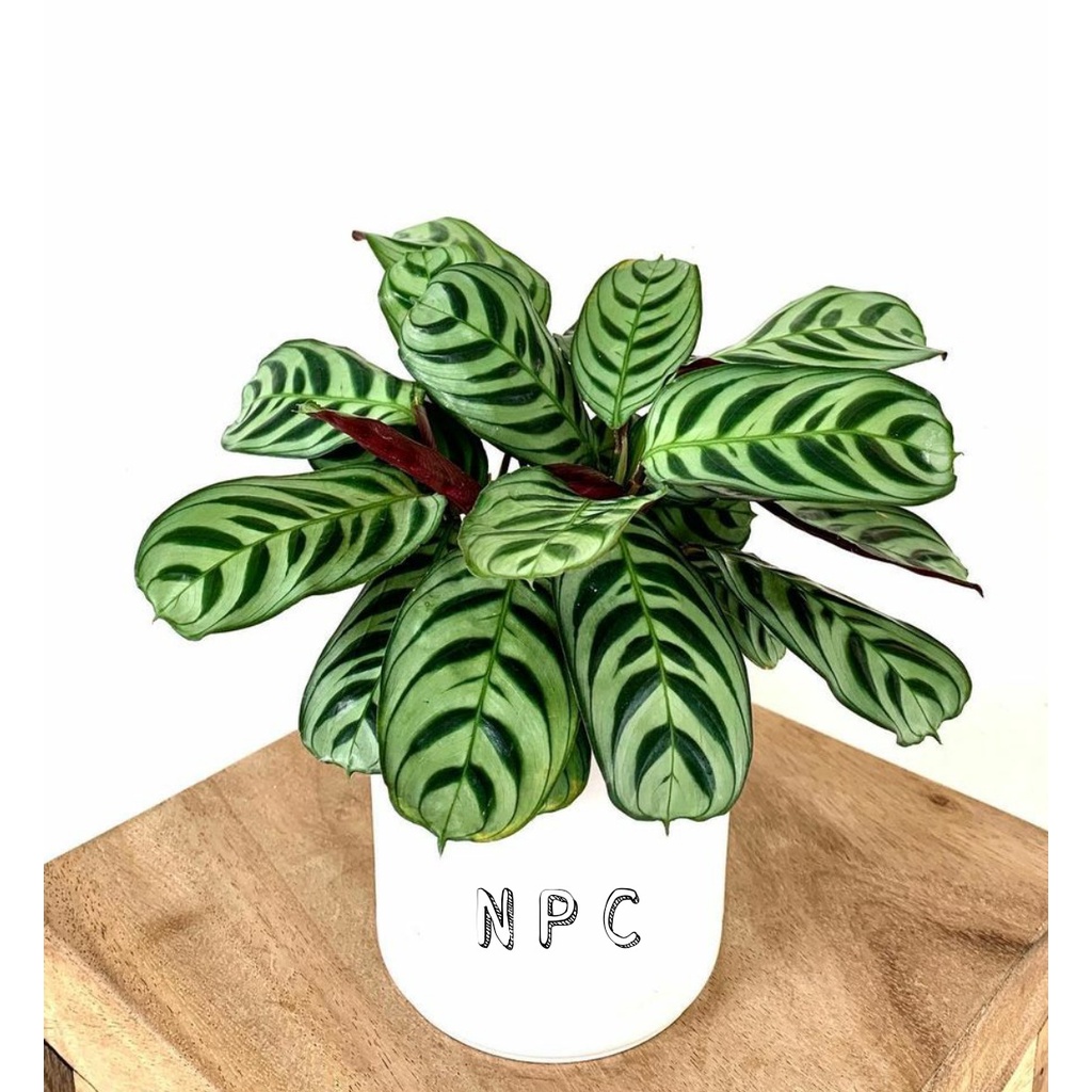 Jual TANAMAN HIAS CALATHEA BURLEMARXII | CALATHEA STROMATA PER POLYBAG ...