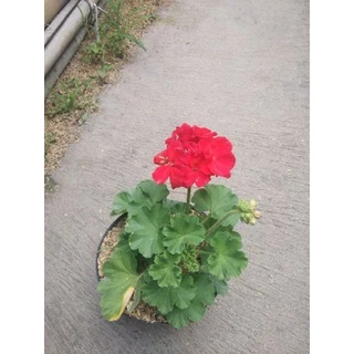 Jual Bunga Geranium Terlengkap & Harga Terbaru Maret 2026 | Shopee ...