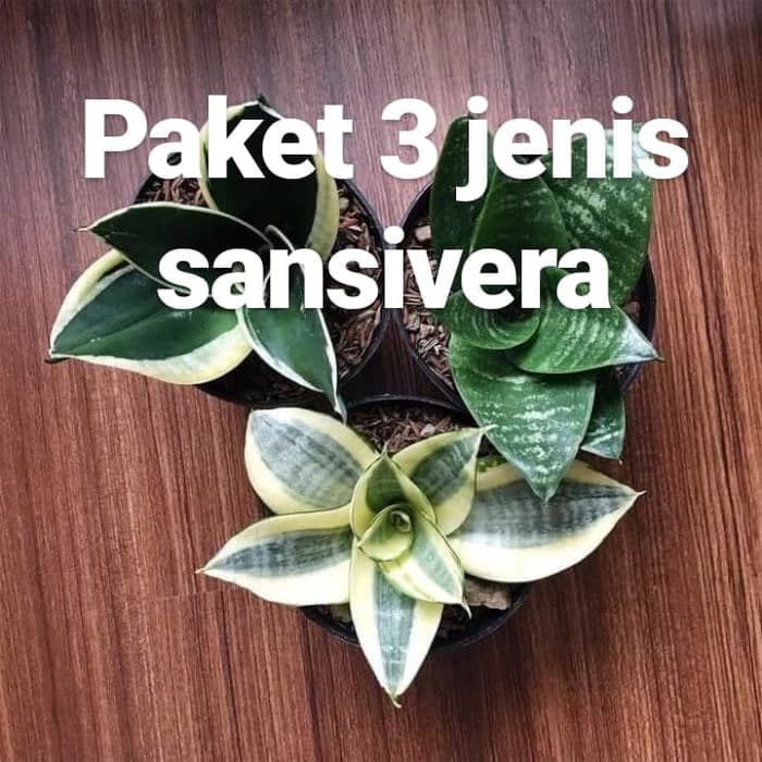 Jual NEW! Paket 3 jenis tanaman hias sansivera mini/sansiviera gold ...