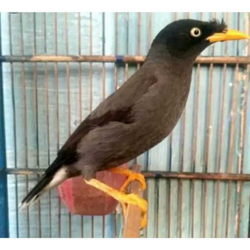 Jual jalak kebo jantan mulus ( mata putih/kuning) | Shopee Indonesia
