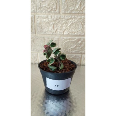 Jual Hoya compacta | tanaman hias gantung |tanaman rambat | Shopee ...