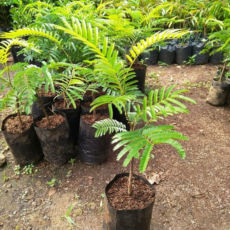 Jual Bibit Pete/Bibit Petai jumbo beli 4 bonus 1 | Shopee Indonesia