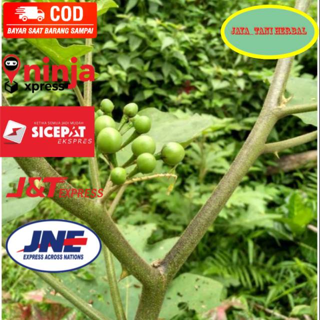 Jual Bibit stek batang pohon takokak 1kg tanaman cepokak siap tanam ...