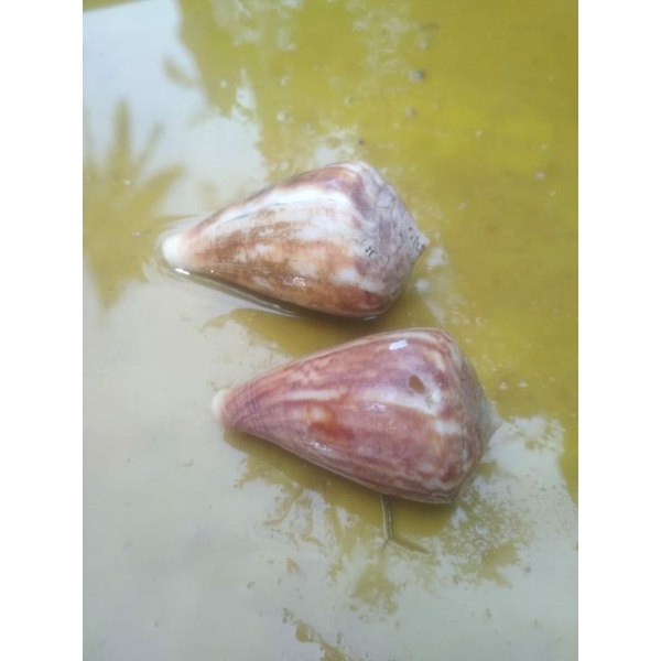 Jual cangkang kumang 4pcs umang laut/hiasan aquarium/bahan kerajinan ...