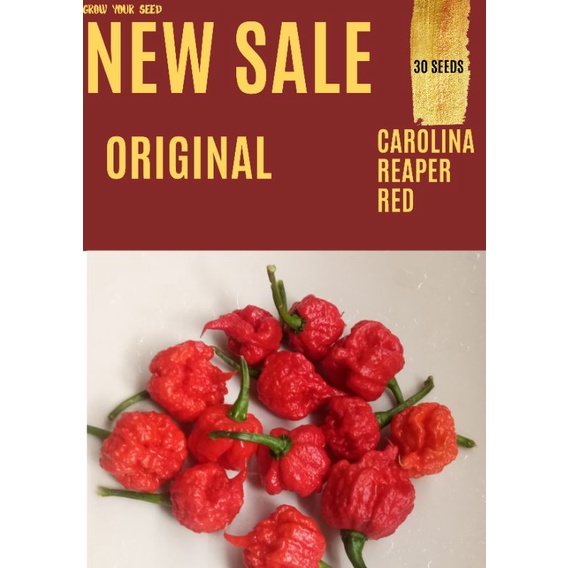 Jual Biji Benih Cabai ASLI 100% SORTIR TERBAIK CAROLINA REAPER RED Cabe ...
