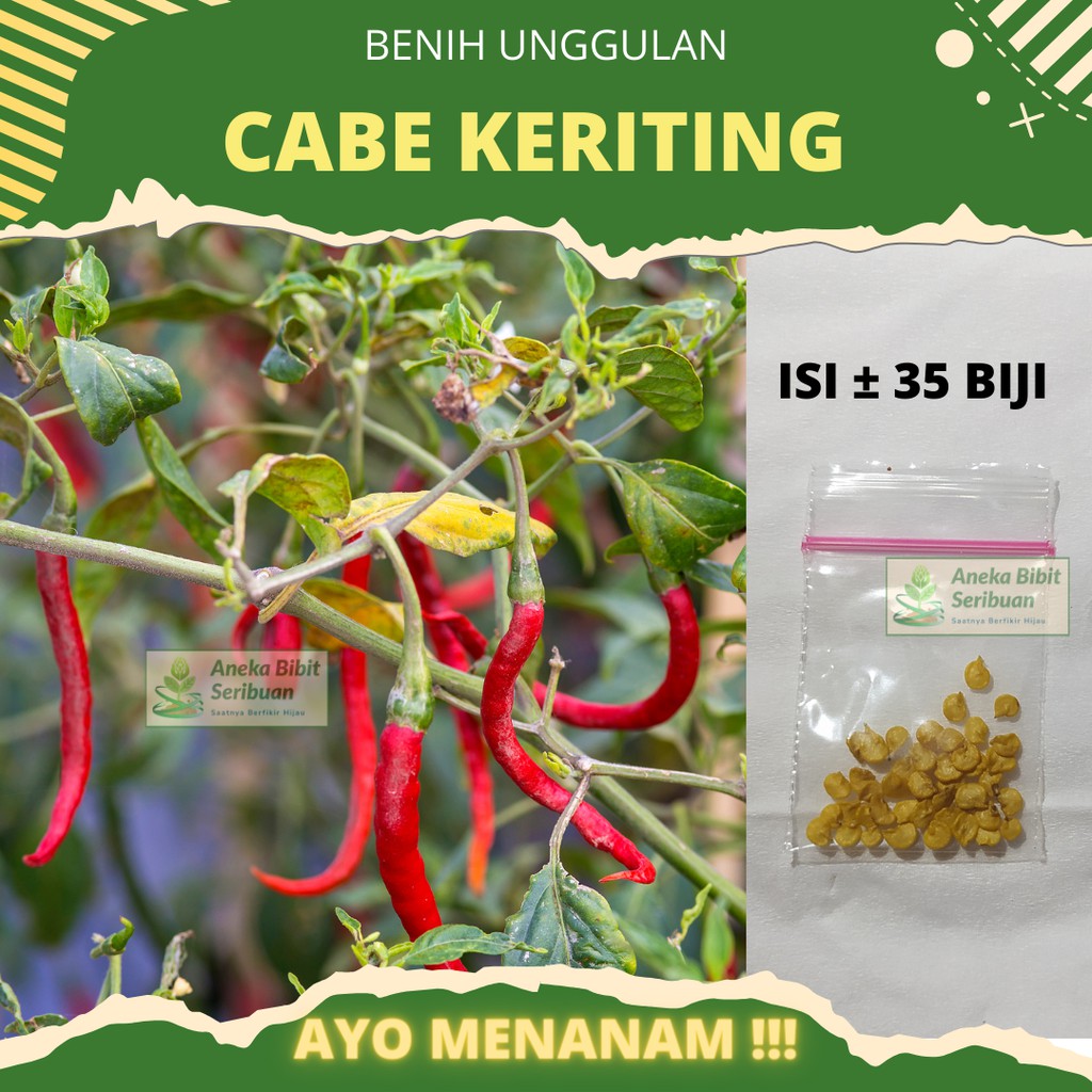 Jual 35 Biji - Benih Cabe Merah Keriting Bibit Sayuran Cabai Unggul ...