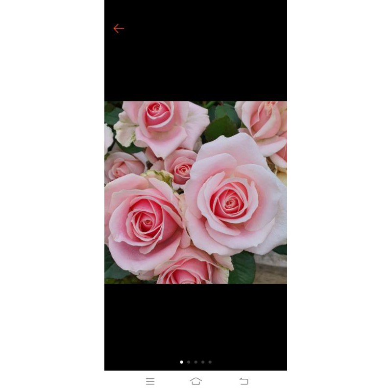 Jual Mawar segar warna sweet 5 tangkai.Mawar potong.mawar fresh dari ...