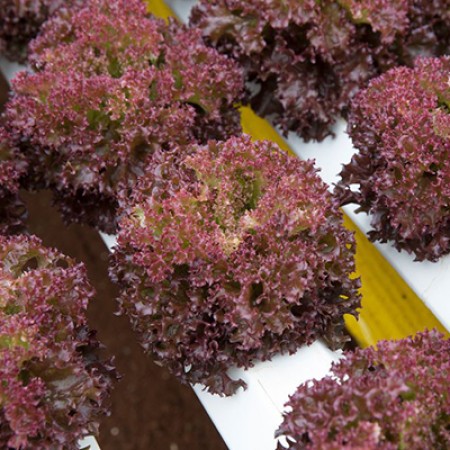 Jual Benih Selada RZ Import Lettuce Junction Butterhead Mondai Kristine ...