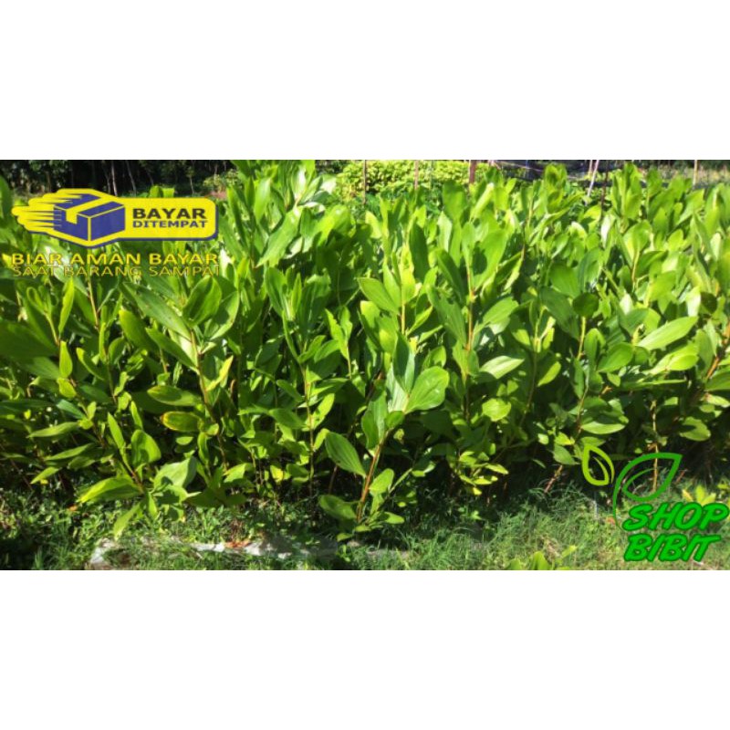 Jual Bibit tanaman pohon akasia mangium super murah tanaman hutan tanaman langka | Shopee Indonesia