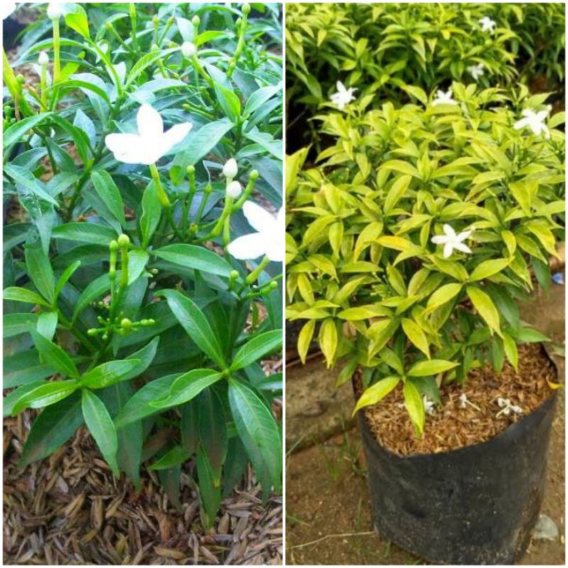 Jual paket 20 pohon tanaman hias list - pohon rembusa hijau dan golden ...