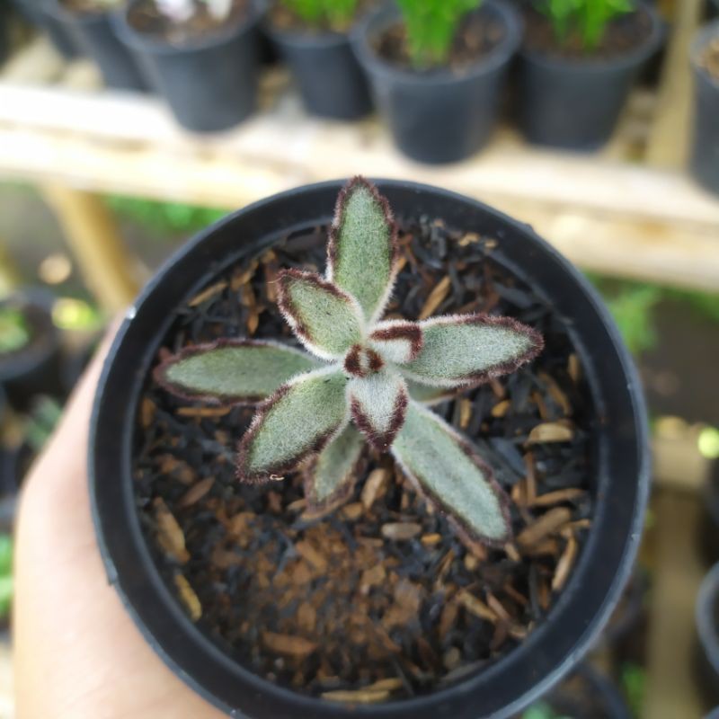 Jual Sukulen Kalanchoe Panda Plant daun Mini | Shopee Indonesia