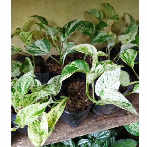 Jual sirih marble/sirih gading varigata/ | Shopee Indonesia