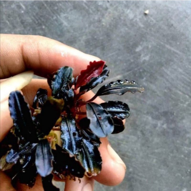 Jual Bucephalandra Brownie Amanda Tanaman Aquascape | Shopee Indonesia
